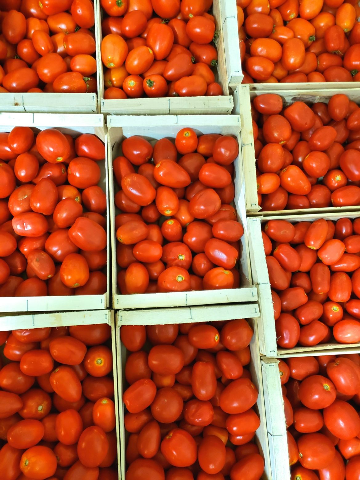 Eurotour : découvrez la culture des tomates de France à Bordeaux