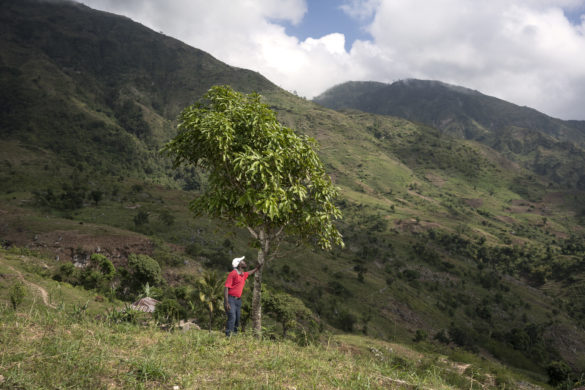 Haïti - Treedom a planté plus de 150 000 arbres en Haïti - Les arbres ...